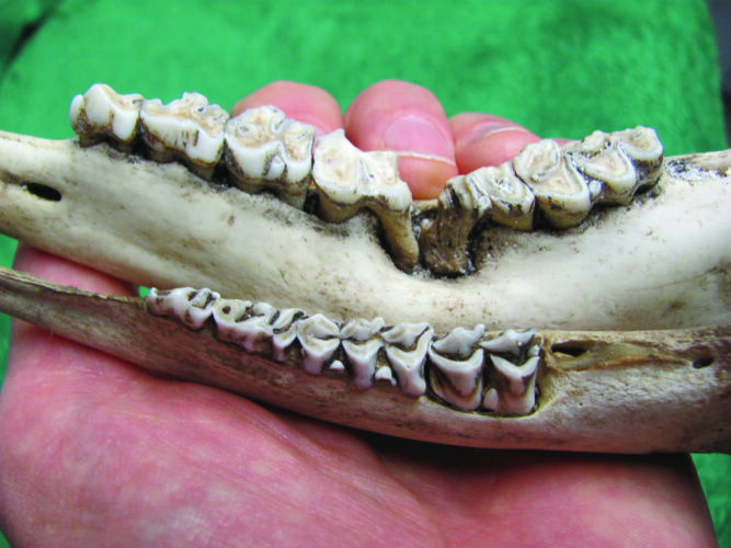 Deer Meat Processing - Grit